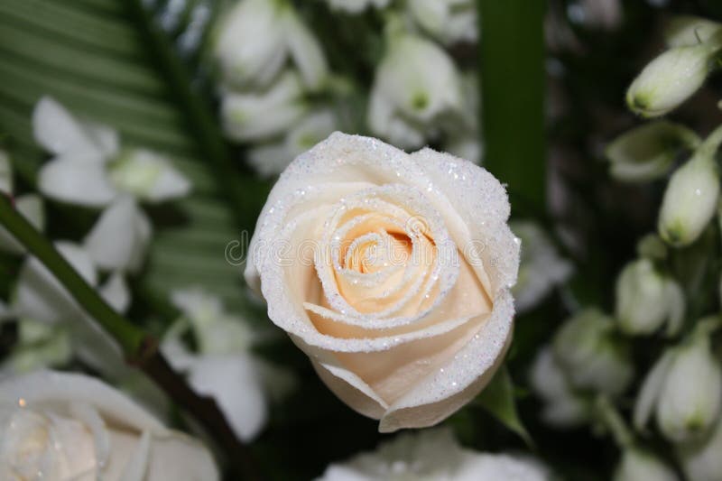 Snow White Rose stock image. Image of design, floral - 28412253