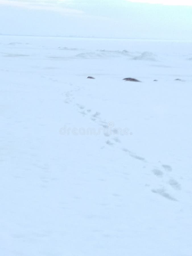 Snow, White Sky and Earth Path and Footprints in the Snow Stock Photo ...