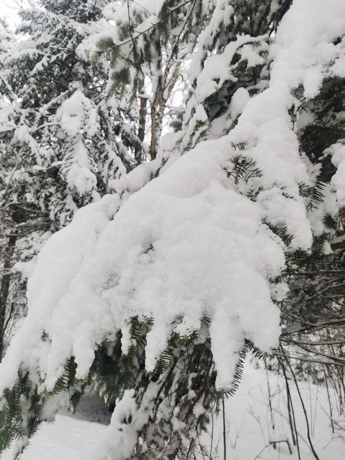 Snow White Soft and Cold in Canada Stock Image - Image of soft, canada ...