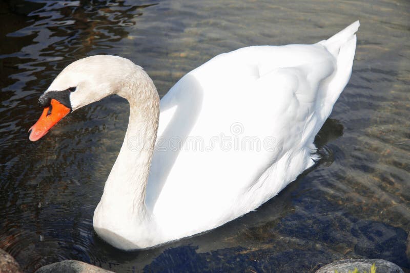 Snow White Swan Swimming in the Pond Stock Photo - Image of beautiful ...