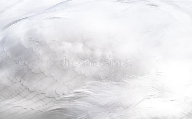 Snow White Swan Wing Feather Texture Background Stock Photo - Image of ...