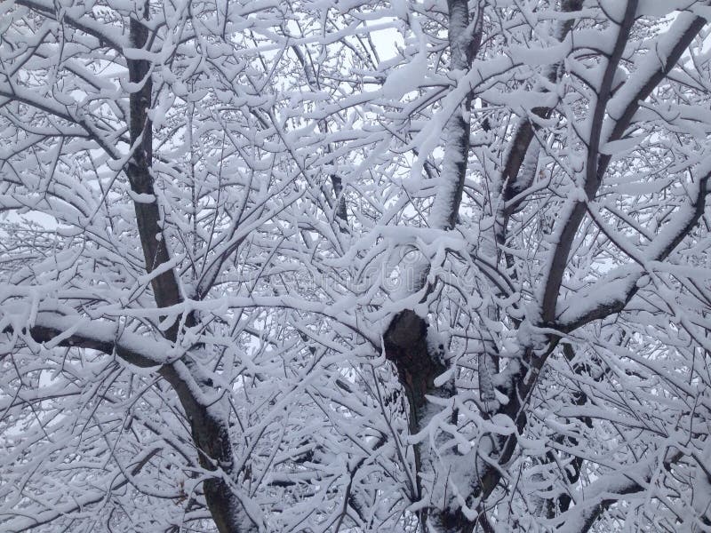 Snow white trees! stock photo. Image of snow, storm, trees - 54076342