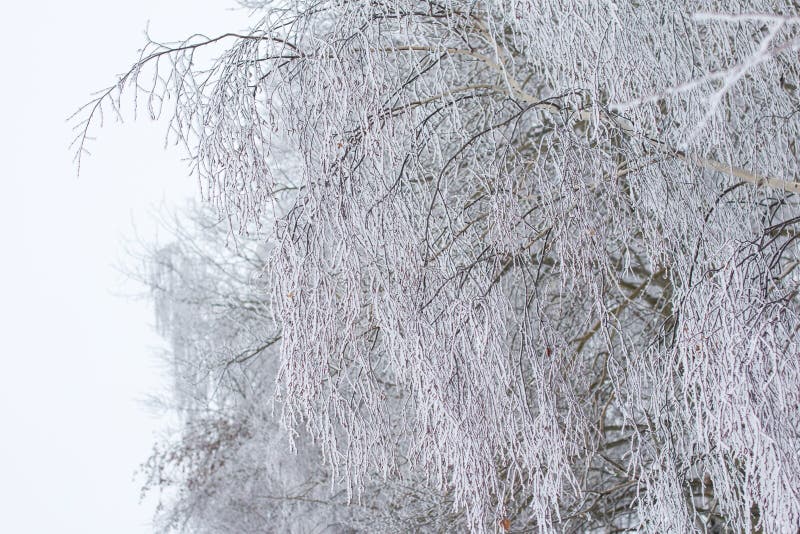 Snow-white Trees are Wrapped in Fluffy Snow. Stock Photo - Image of ...