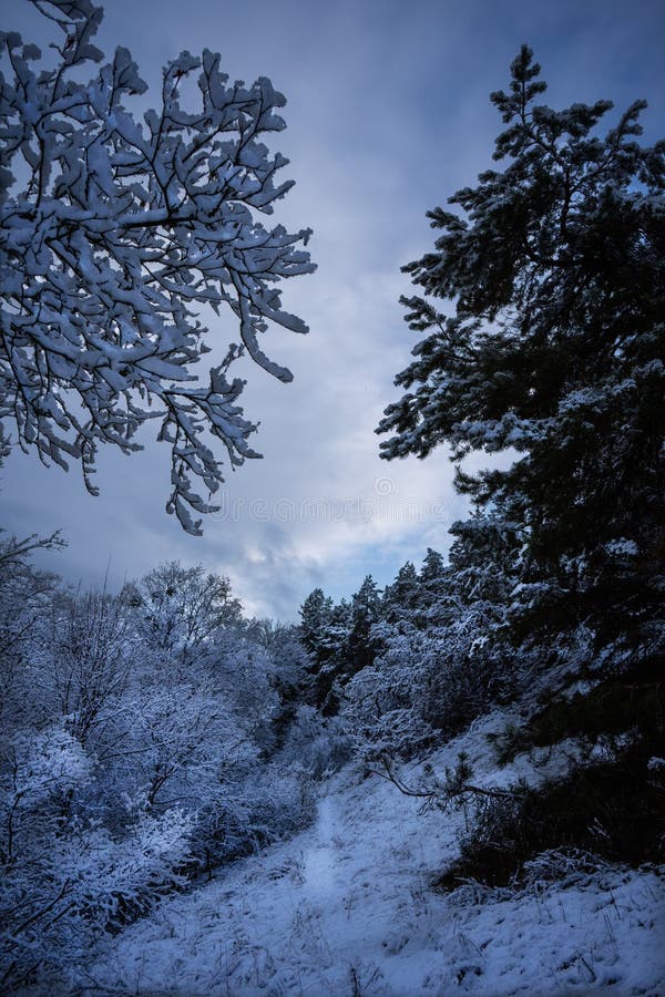 Snow-white Winter Fairy Tale when Bare Trees are Completely Covered ...