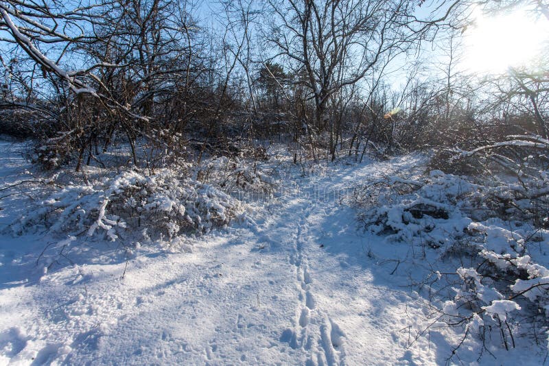 Snow-white Winter Forest Pathways with Deep Sun and Shadows Stock Photo ...