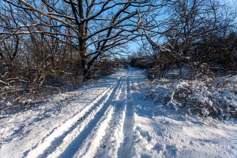 Snow-white Winter Forest Pathways with Deep Sun and Shadows Stock Photo ...