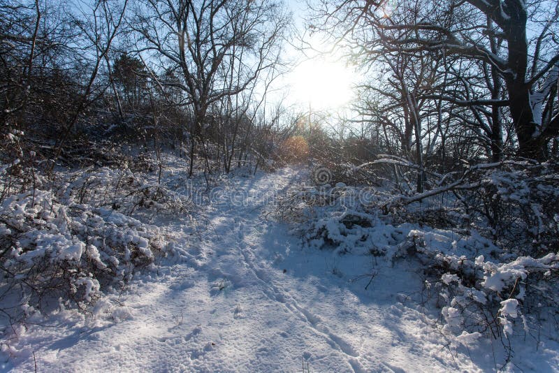 Snow-white Winter Forest Pathways with Deep Sun and Shadows Stock Photo ...