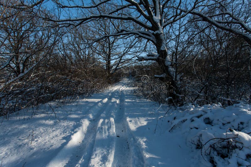 Snow-white Winter Forest Pathways with Deep Sun and Shadows Stock Image ...