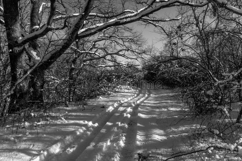 Snow-white Winter Forest Pathways with Deep Sun and Shadows Stock Photo ...