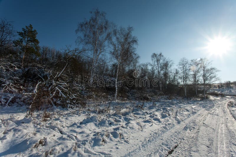 Snow-white Winter Forest Pathways with Deep Sun and Shadows Stock Photo ...