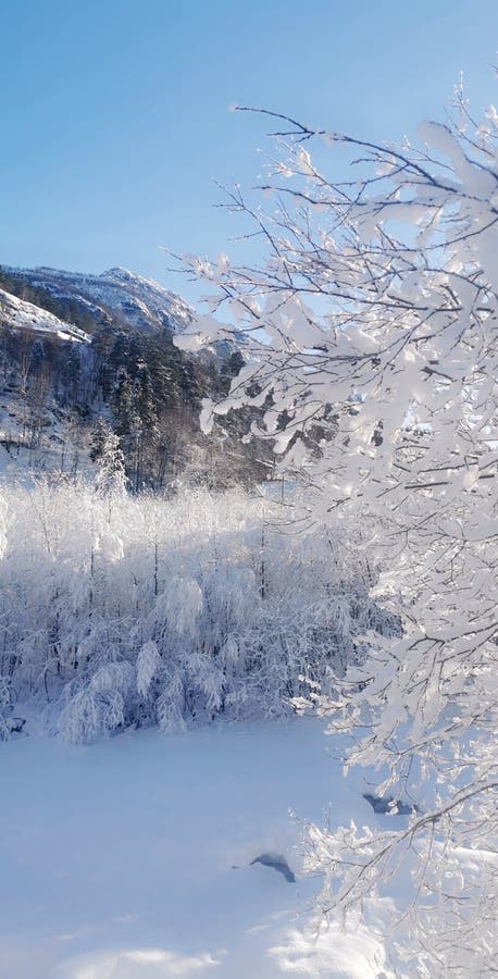 Snow White Winther Sun Cold Stock Photo - Image of reflection, nature ...