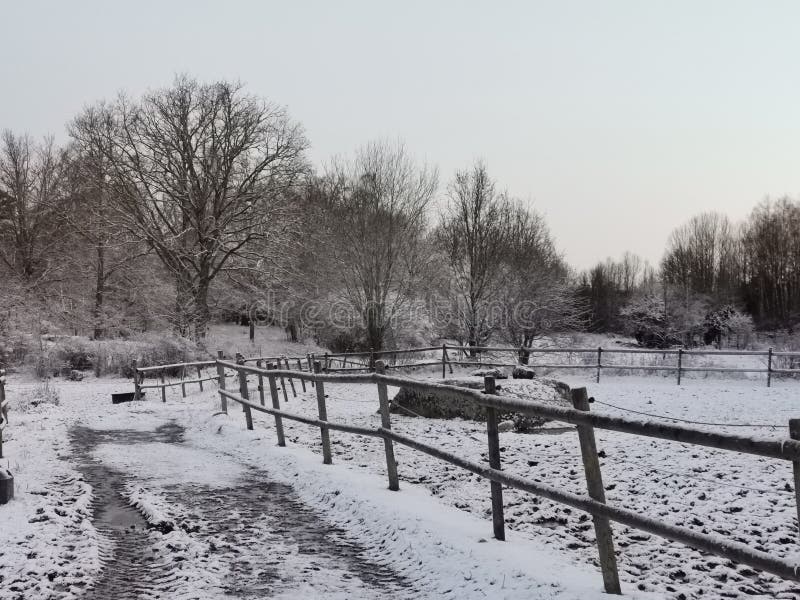 Snow Wild Forest Trees Morning Stock Image - Image of morning, wild ...