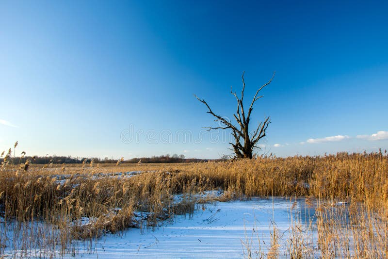 Snow on a Wild Meadow and Dead Tree Stock Image - Image of silhouette ...