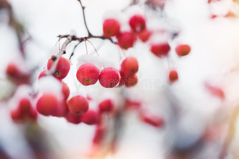 Snow on the Wild Red Apples in the Forest. Stock Image - Image of ...