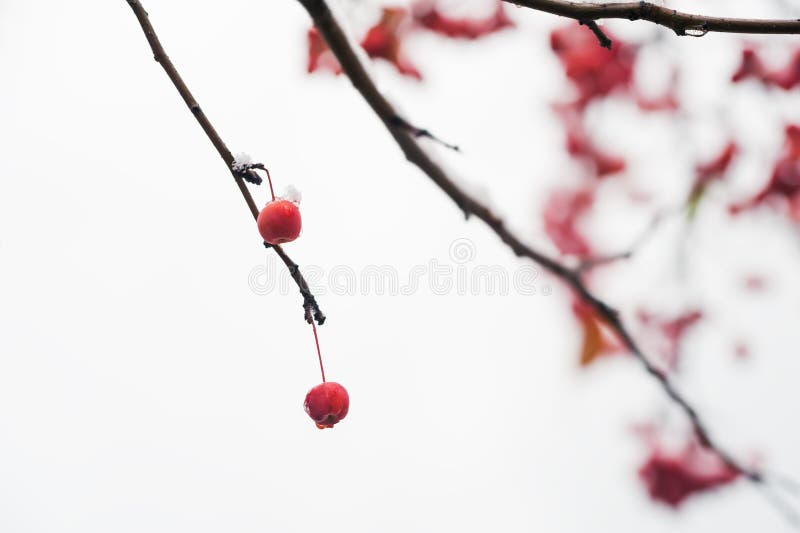 Snow on the Wild Red Apples in the Forest. Stock Photo - Image of ...