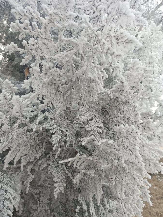 Snow Winter Beautiful Season Beautifult Tree Stock Image - Image of ...