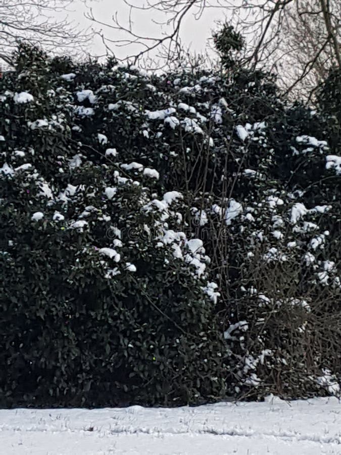 Snow Winter Green Plants Ice Plant Stock Image - Image of green, winter ...