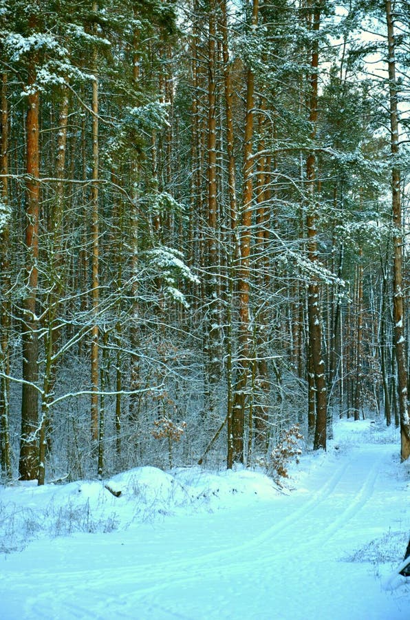 Snow, Winter, Nature, Ecosystem Picture. Image: 119767162