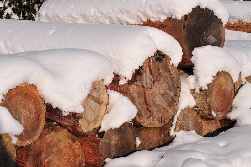 Snow winter tree trunks stock image. Image of holiday - 20429667