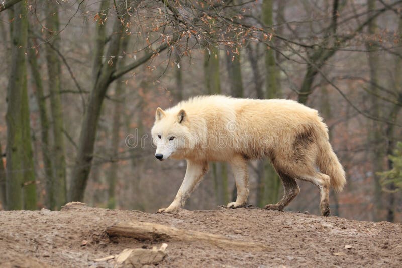 White wolf cub stock photo. Image of wolf, nature, suckling - 20259100