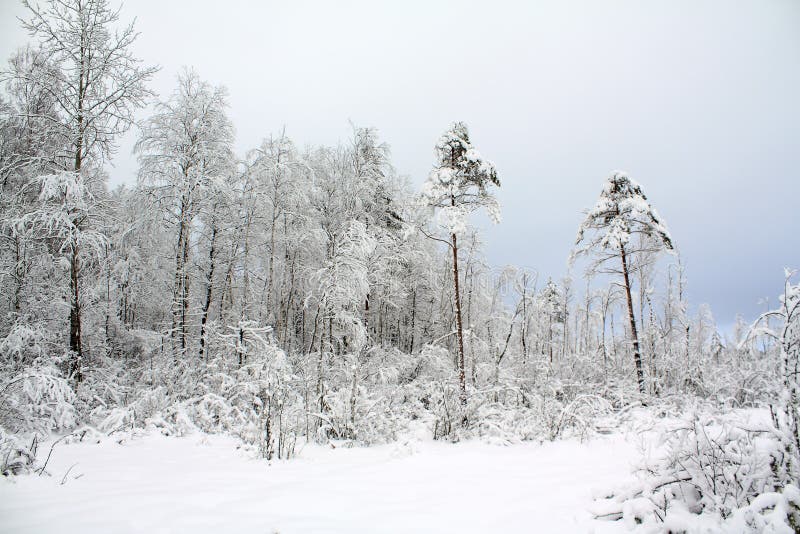 Snow wood stock photo. Image of forest, spruce, frozen - 26794506