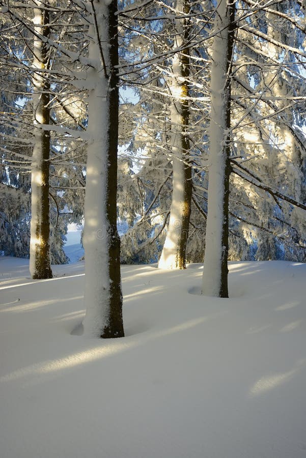 Snow wood stock image. Image of sunlight, cold, tree - 47919969