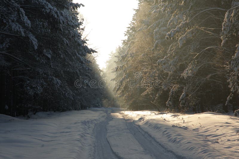 Snow Woodland with Sunshine Stock Photo - Image of life, cold: 19638652