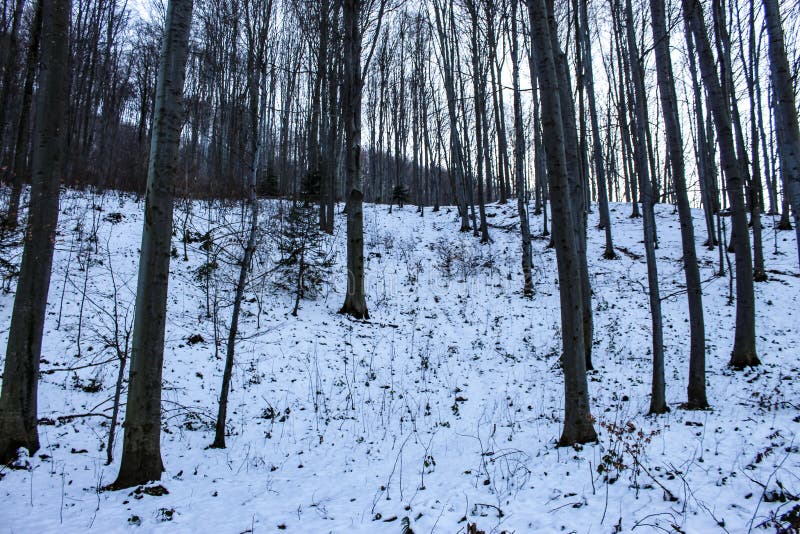 Snow in the Woods. a Forest Full of Trees without Leaves. Winter in the ...