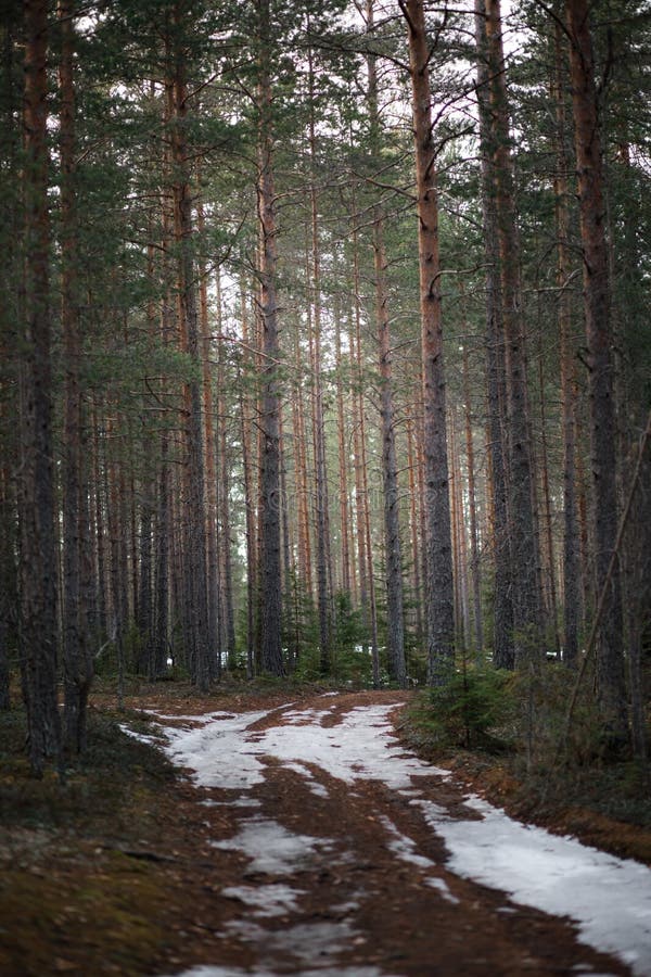 Snow in the Woods Under the Trees Stock Photo - Image of mysterious ...