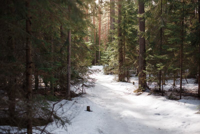 Snow in the Woods Under the Trees Stock Image - Image of peaceful ...