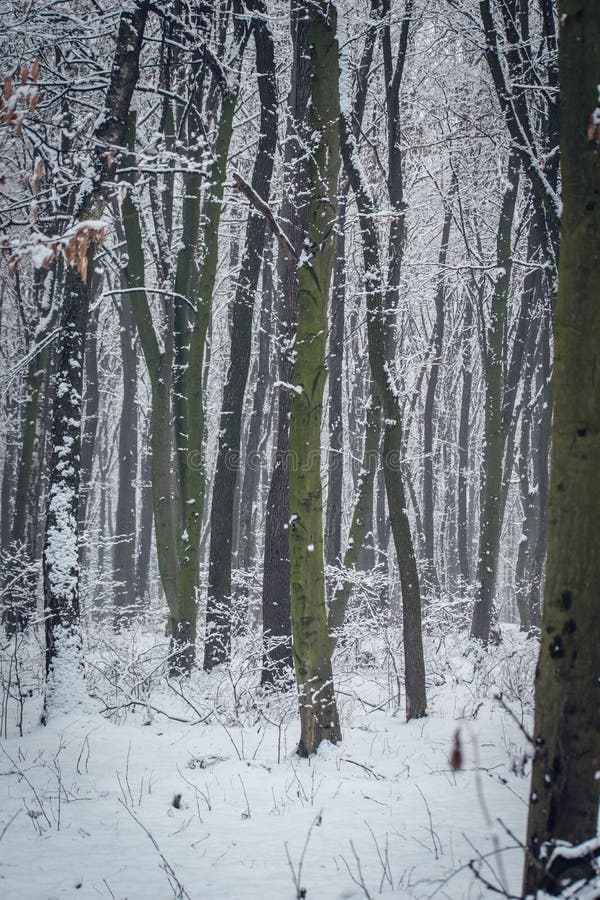 Snow in the Woods. Winter Forest Landscape. Winter Landscape. Snow ...
