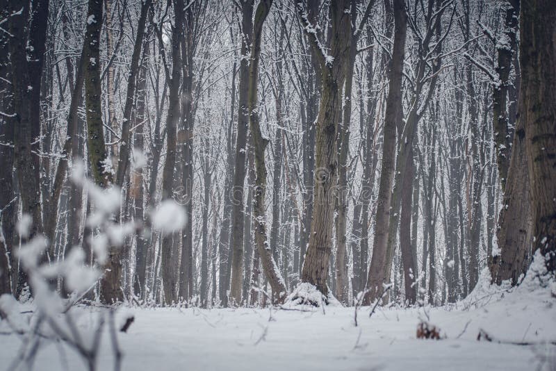 Snow in the Woods. Winter Forest Landscape. Winter Landscape. Snow ...