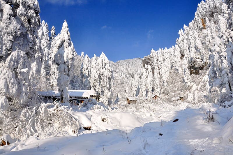 Snow World stock photo. Image of fresh, branches, cold - 28632356