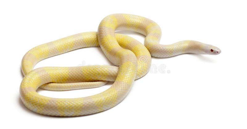 Snow Yellow Contrast Honduran Milk Snake Stock Photo - Image of ...