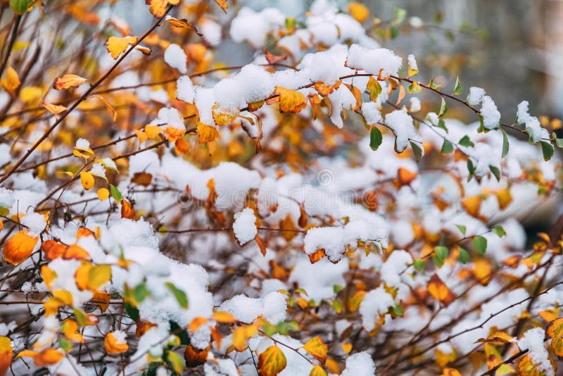 Snow on the yellow stock image. Image of beautyinnature - 109488057