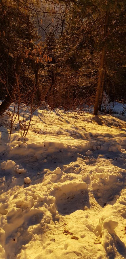 Snow yellow look stock image. Image of formation, leaf - 180193539