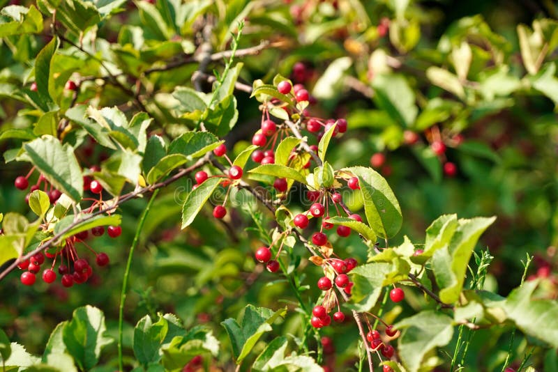 Snowball Bush with Red Berries and Green Leaves Stock Image - Image of ...