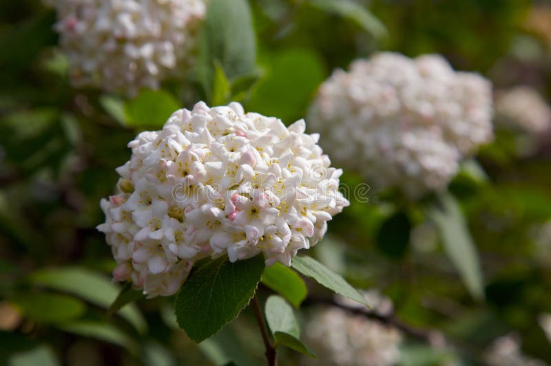 Snowball bush flowering stock image. Image of large, detail - 5112805