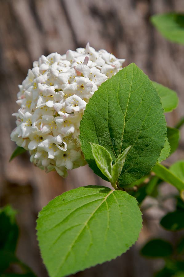 Snowball bush flowering stock photo. Image of green, leaves - 5112812