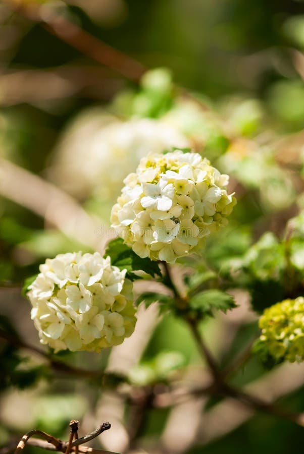 Snowball Bush Flowers stock image. Image of grow, elegance - 145685665