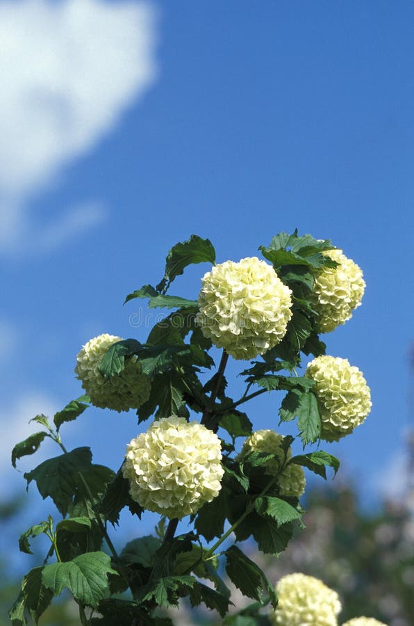 Snowball Bush, Viburnum Opulus, Blooming Tree Stock Photo - Image of ...