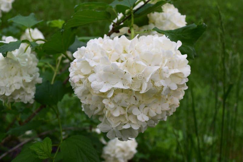 Snowball bush white bloom stock photo. Image of bloom - 91521170
