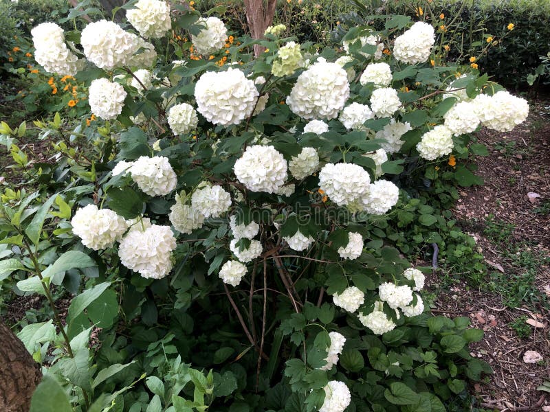 Snowball Flower Viburnum Opulus Stock Photo - Image of plant, bloom ...