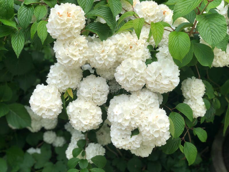 Snowball Flowers with Green Leaves Stock Photo - Image of gardening ...