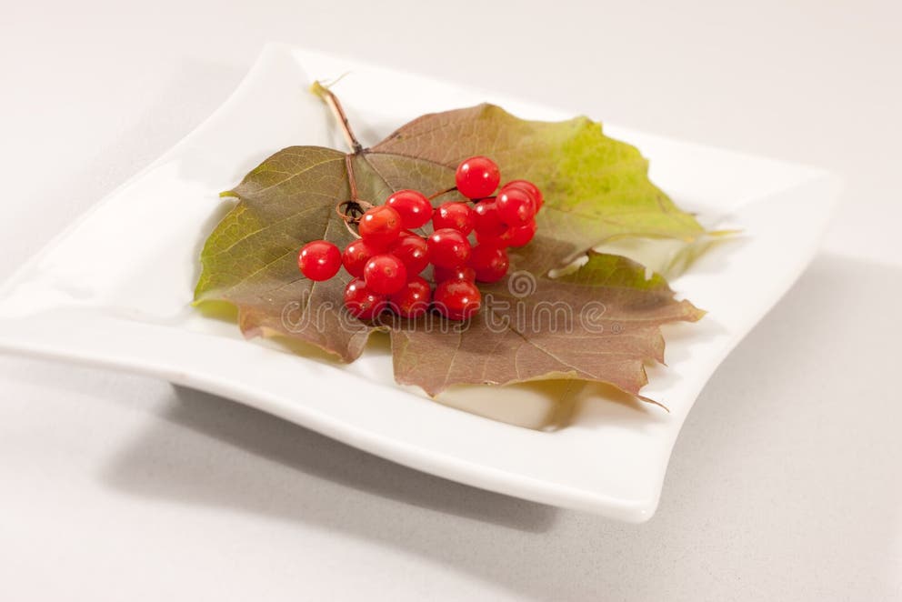 Snowball tree stock image. Image of snowball, rose, fall - 11872159