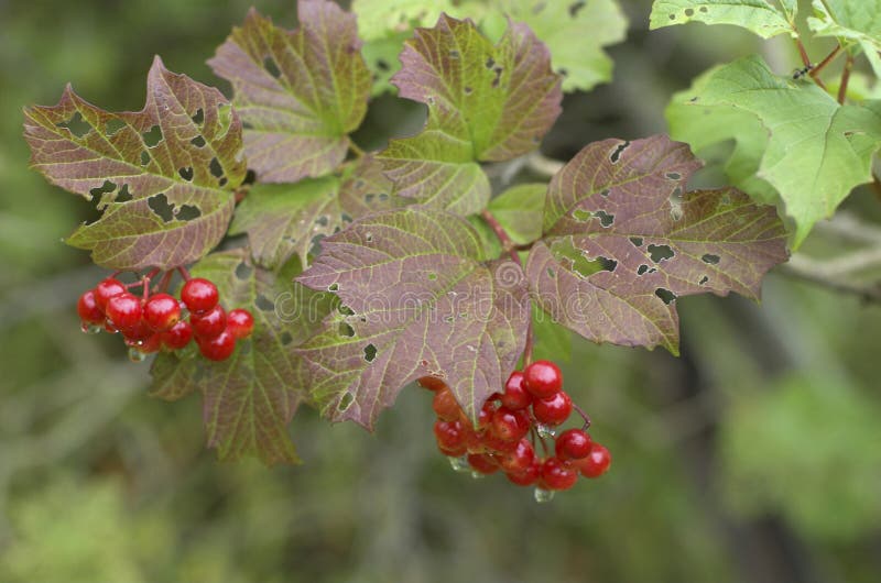Snowball Tree Background stock image. Image of bunch - 43381257
