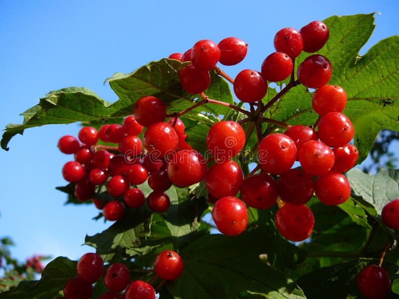Snowball tree berryes stock image. Image of colored, arrowwood - 3215047