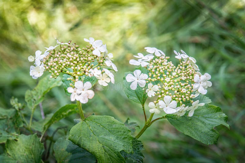 Snowball Tree Branch with Blossoms in Summer Stock Photo - Image of ...