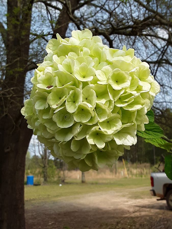 Snowball tree flower stock image. Image of snowball - 145019123