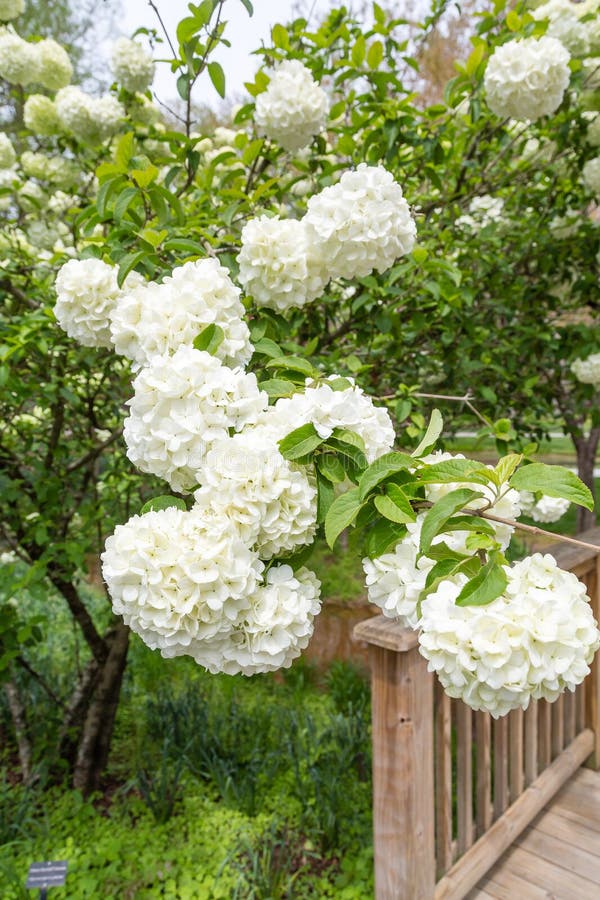 Snowball Tree in Garden stock photo. Image of viburnum - 75077424